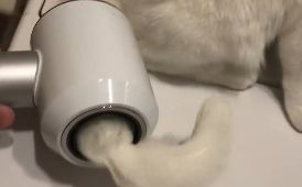 吹猫尾巴的正确用法