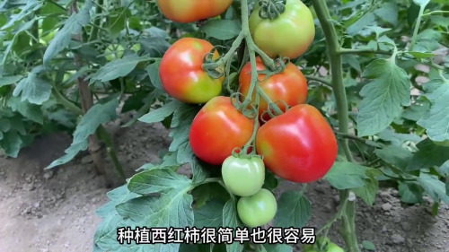 种植西红柿做好这几点,后期产量一颗抵10颗,方法简单