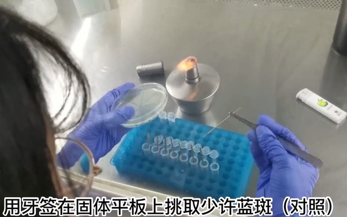 基于原核微生物16S rDNA高可变区V4的基因文库构建与测序