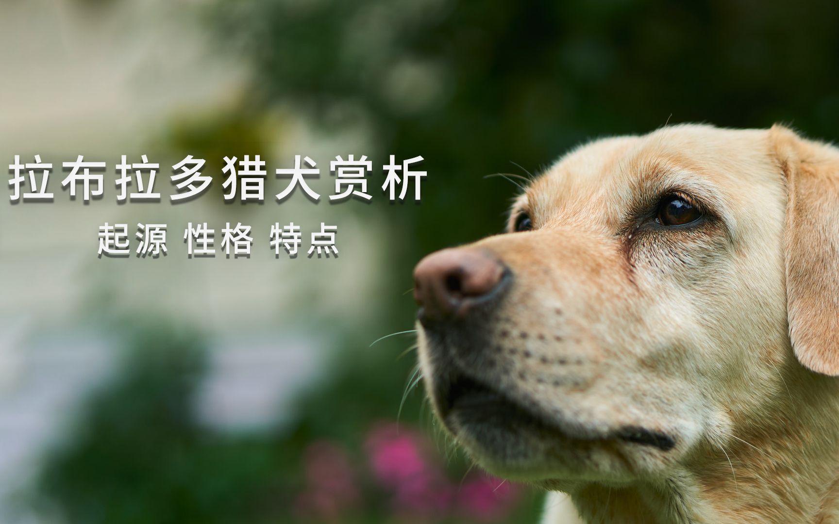 拉布拉多猎犬赏析,带宠物主人进一步了解狗狗的起源和特点