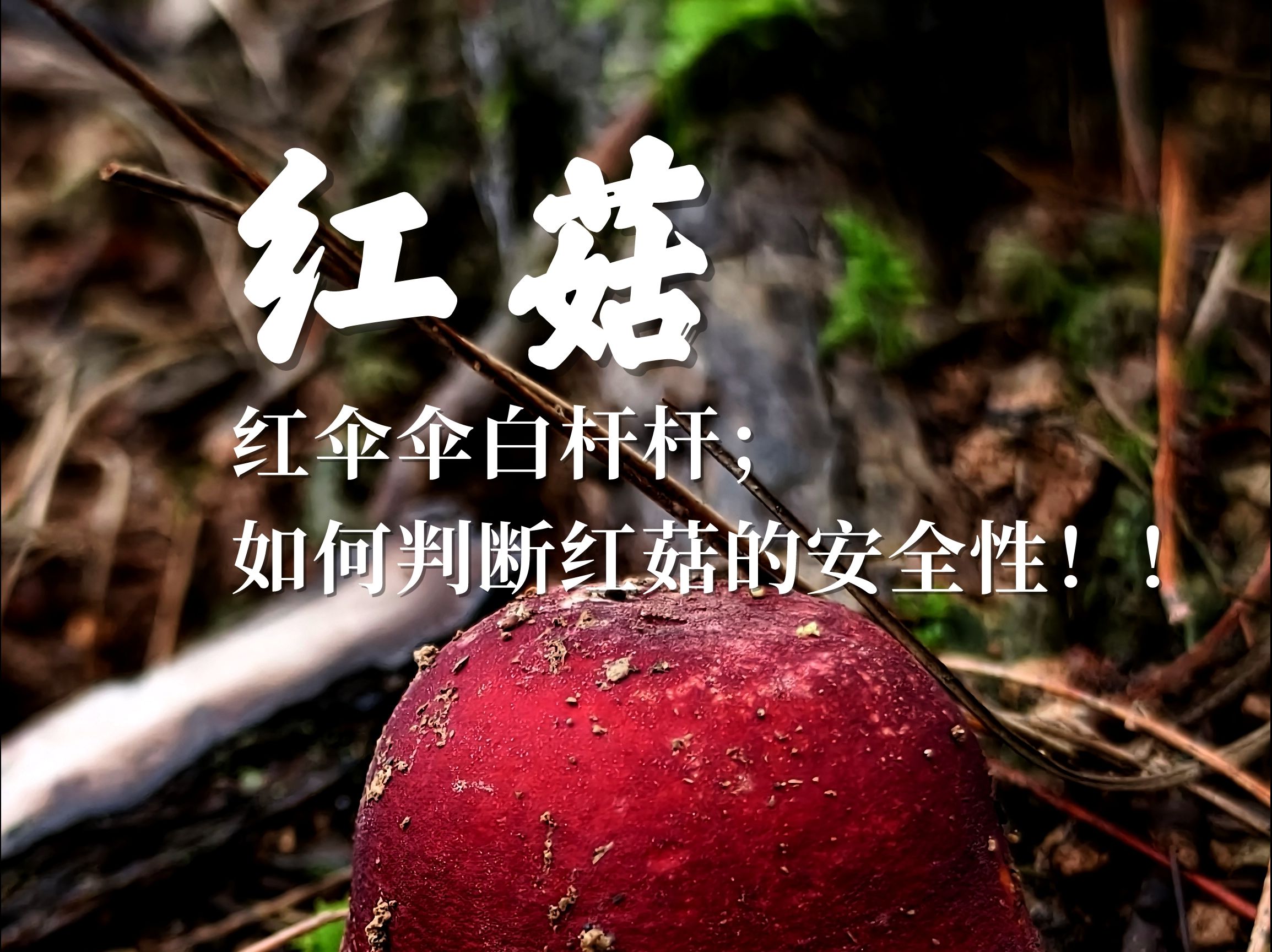 如何判断红伞伞是否安全!