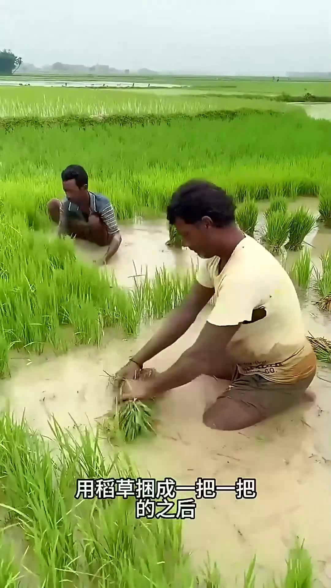 这样种水稻真是令人眼界大开呀