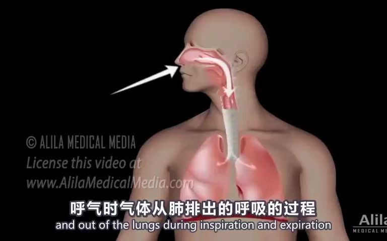呼吸系统学习课程,解剖结构图和思维导图