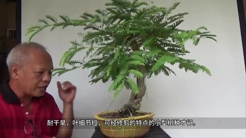 家里的盆栽小树,究竟是怎么栽种成的?