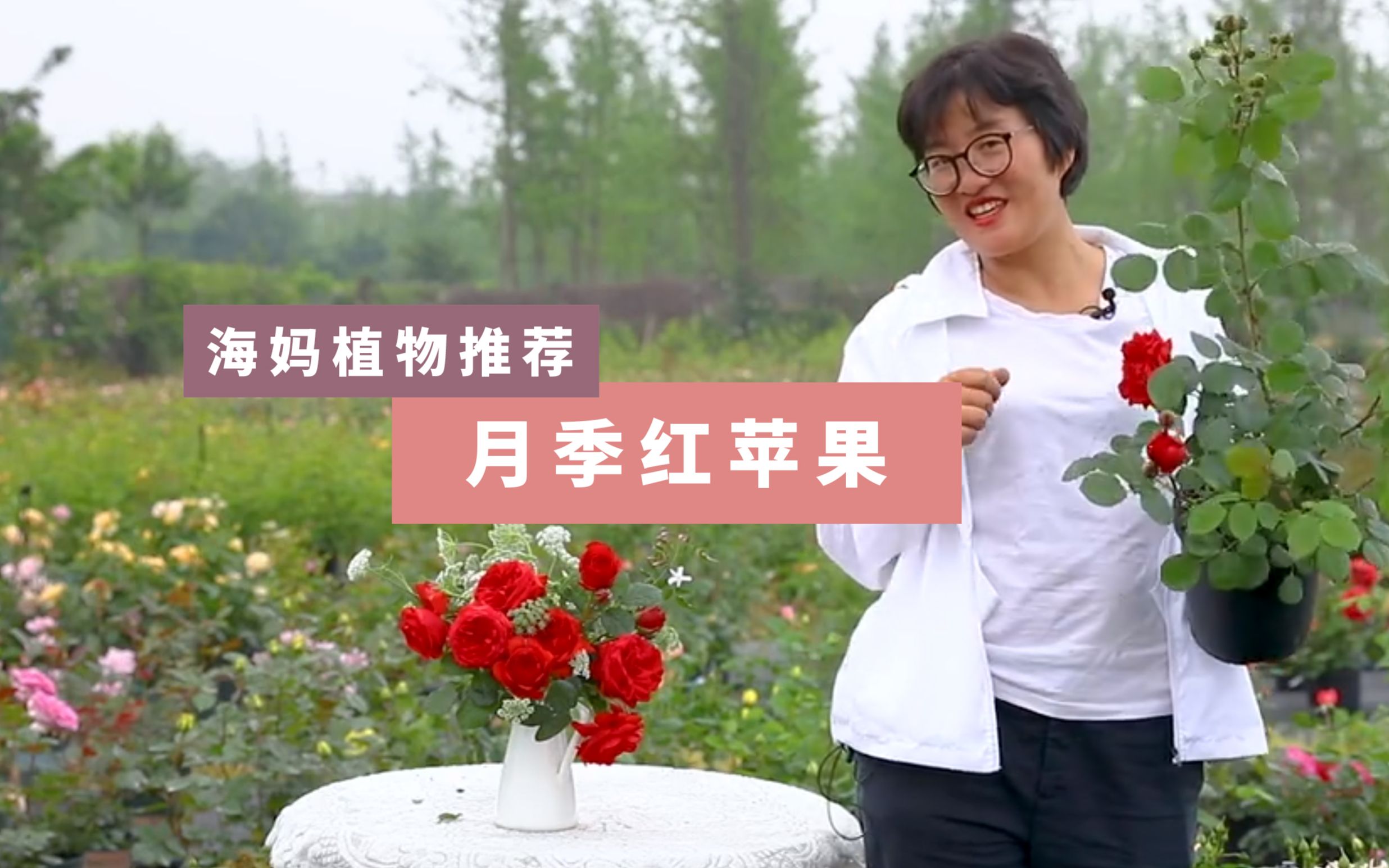 海妈植物推荐 | 1分钟了解多季节多头重复开花的月季红苹果