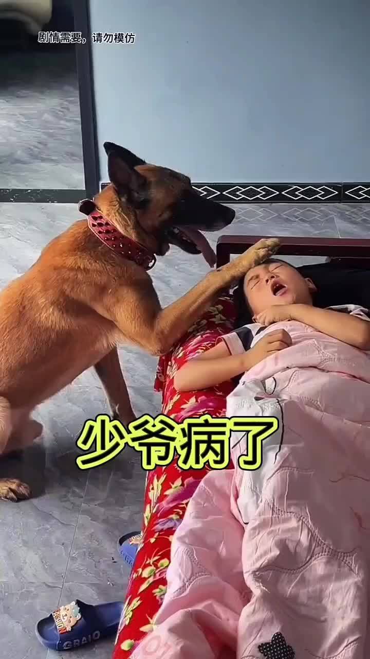 狗狗掰玉米棒子卖钱给小主人买药
