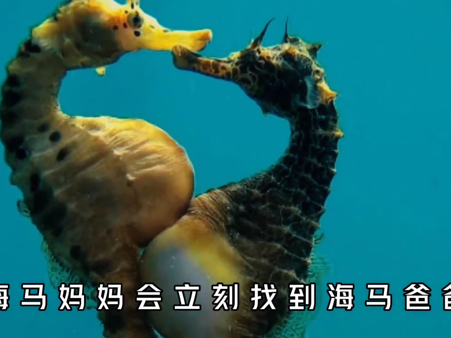 海马是世界上唯一由爸爸生育后代的动物,为什么它们会如此奇特? #...