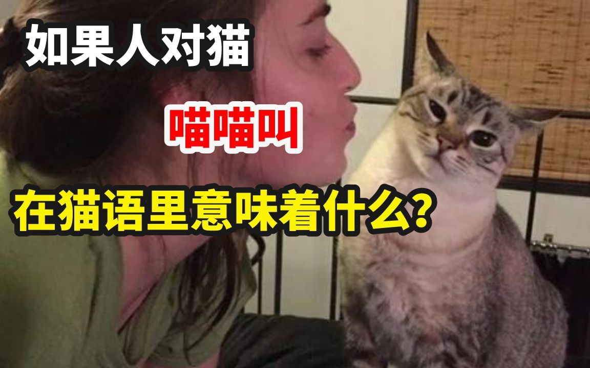 在猫语里,喵喵叫是什么意思呢?