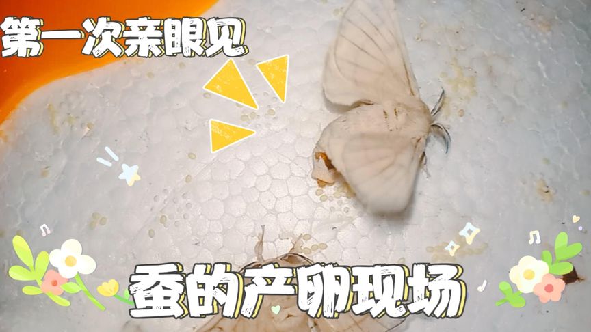 太精彩,亲子第一次现场看到了蚕产卵!突发,一雄蚕强制终止!牛