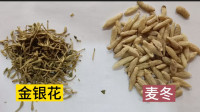 金银花与麦冬泡水喝,居然还有这样的功效,太不可思议了