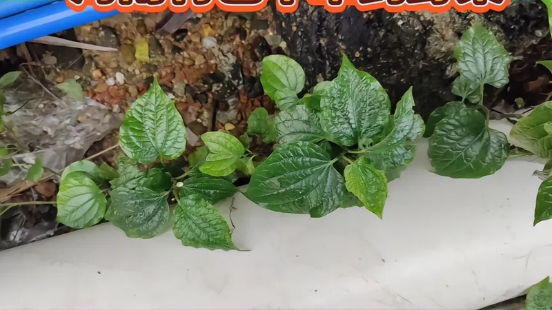 海南常见中草药野菜,它作用非常大,海南各种小吃酒店都用香菜