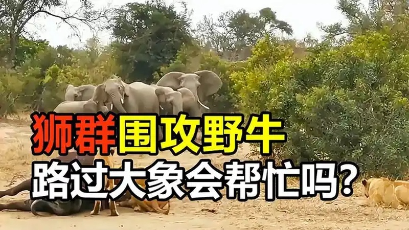 动物科学,受伤野牛遭狮群围攻,同伴两次相救未成