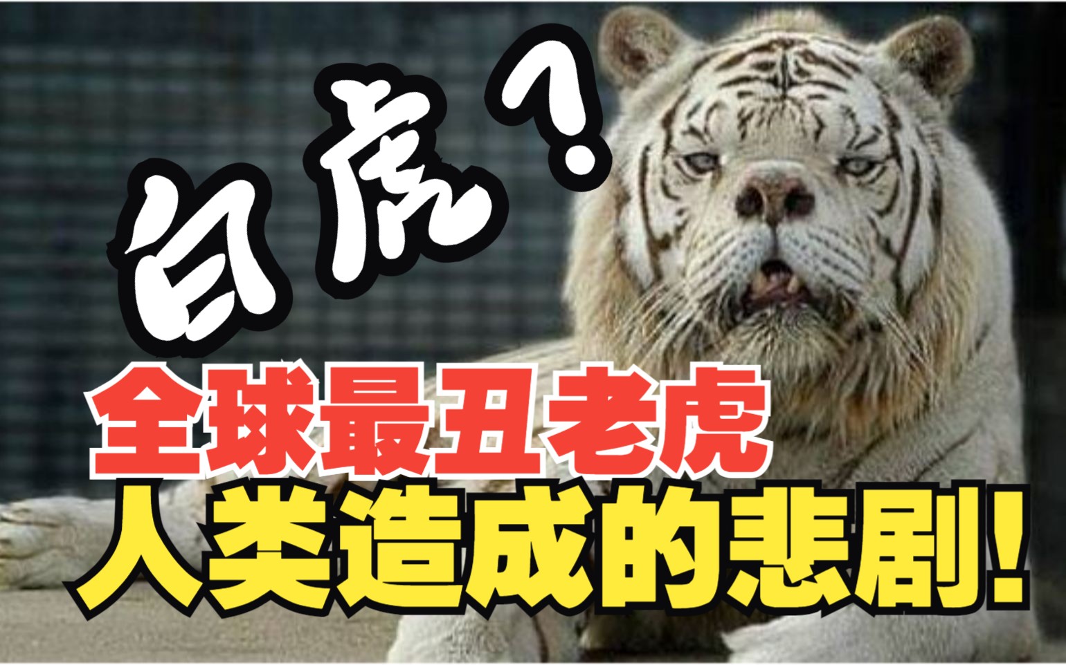白狮和白虎谁更稀有?神兽如何因人类成为悲剧?