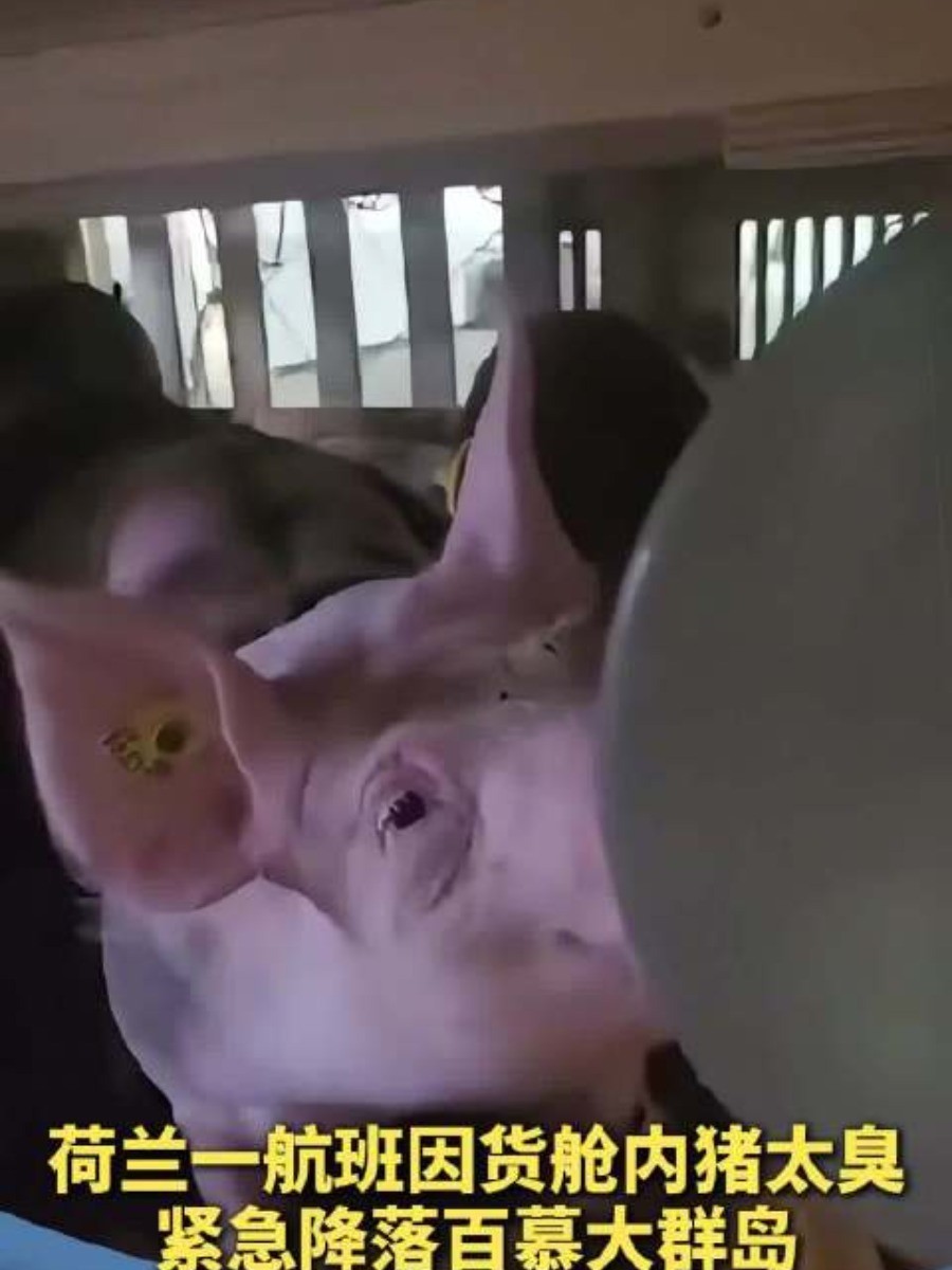 荷兰皇家航空客机因猪太臭紧急降落