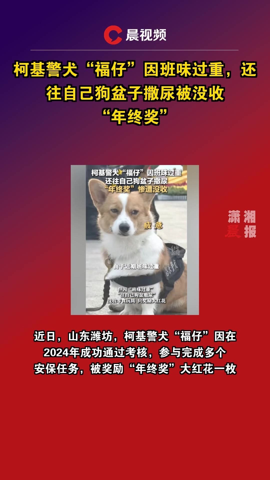 柯基警犬"福仔"因班味过重,还往自己狗盆子撒尿被没收"年终奖"