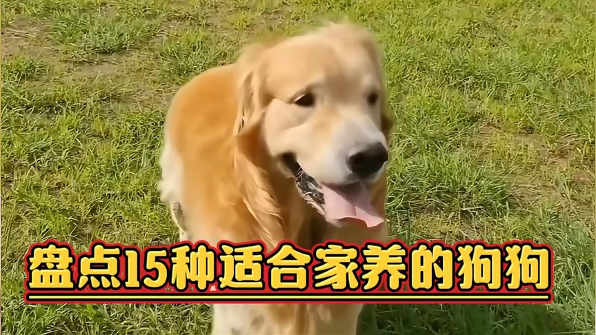 盘点15种最适合家养的狗狗,总有一款适合你