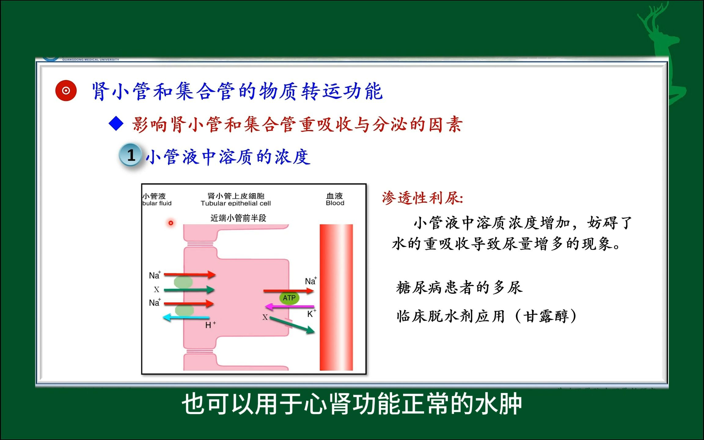 #影响肾小管和集合管重吸收与分泌的因素#尿的生成与排出#人体生理...