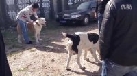 台州大山猛犬打斗视频之--詹姆斯 首次 与大型犬试口