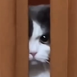 Ama___ 