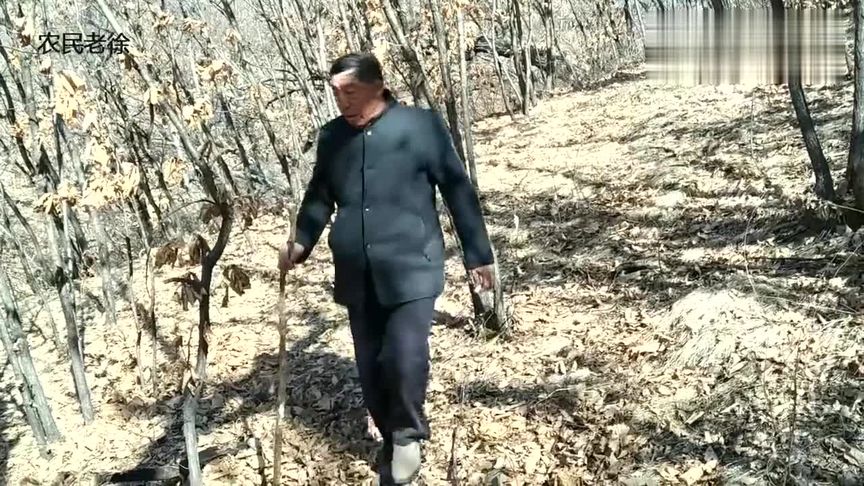 山里一种名为“僵蚕”的药材,非常珍贵,东北不只有人参