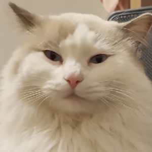 天真的和感伤的修猫 