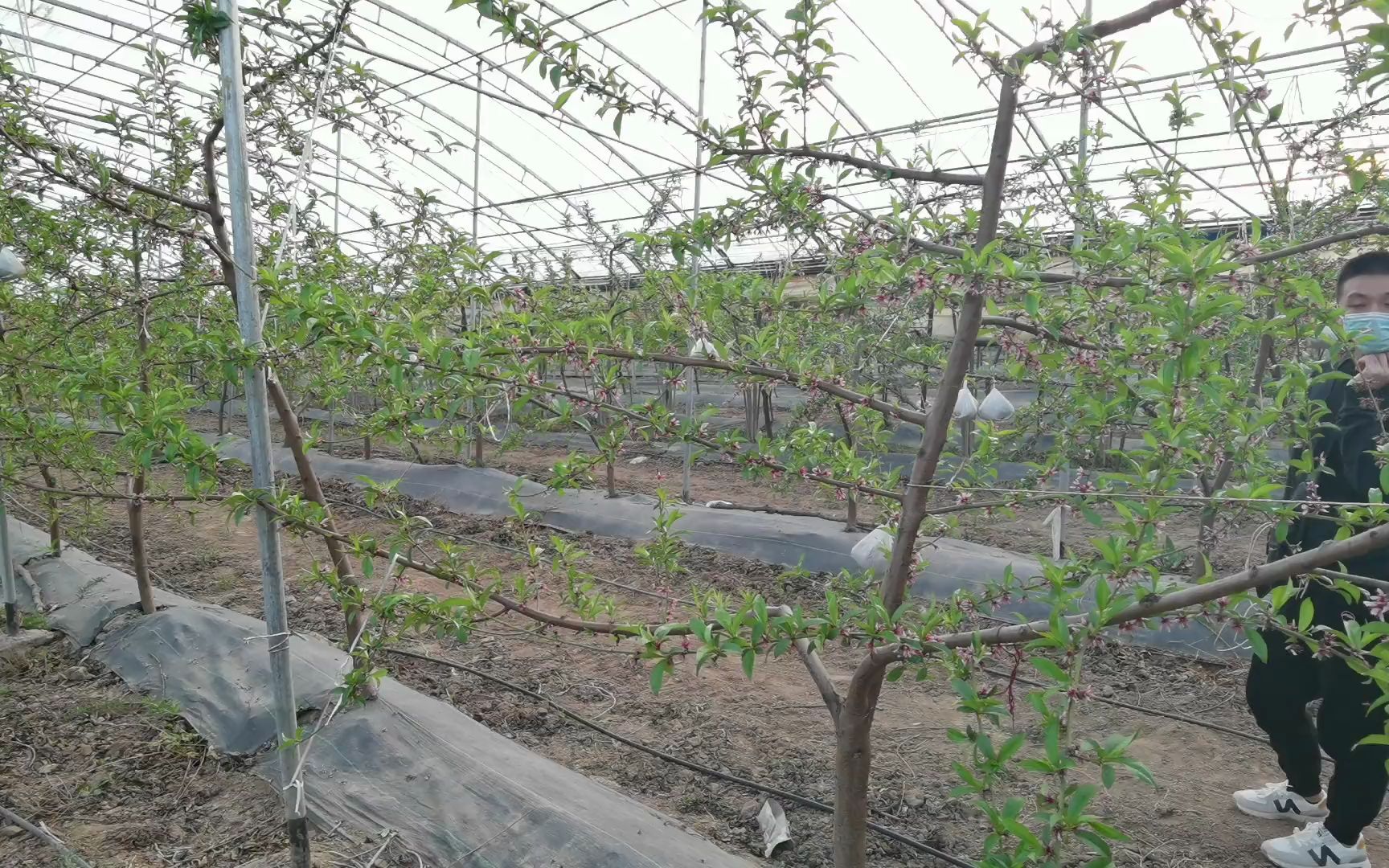 桃树主干型效果展视