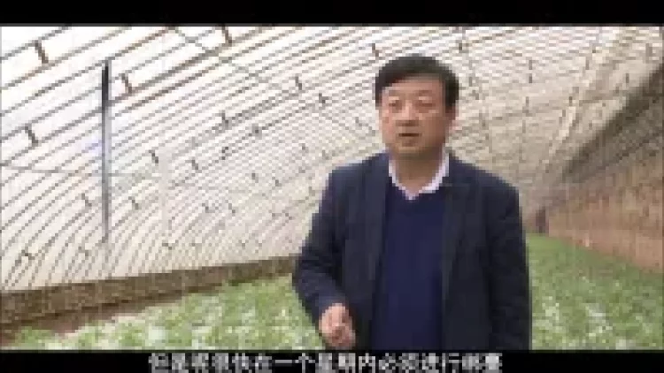 大棚番茄苗期管理(三)搭架及绑蔓