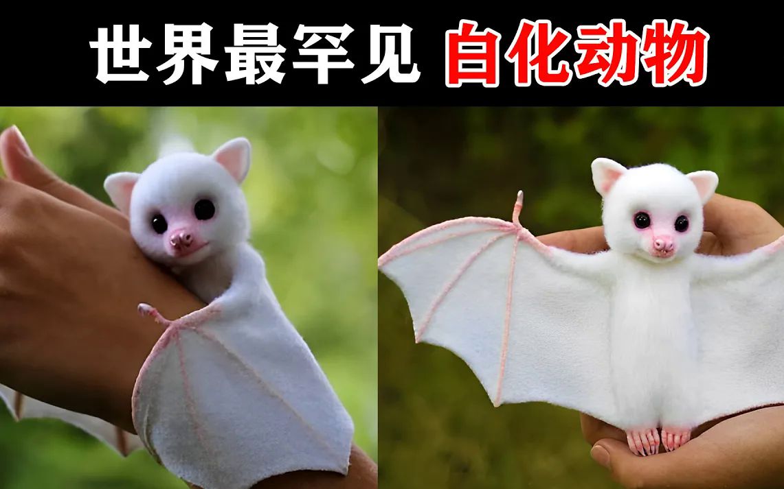 【最白化】10种地球上最罕见的白化动物丨第一比大熊猫还珍贵丨地球...