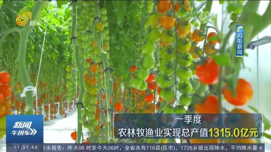 山东:一季度农林牧渔业实现总产值1315.0亿元,同比增长5.3%