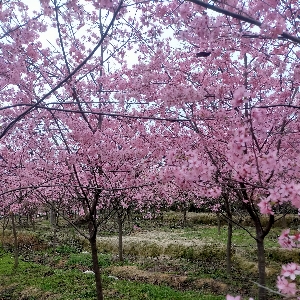 shilinghui 