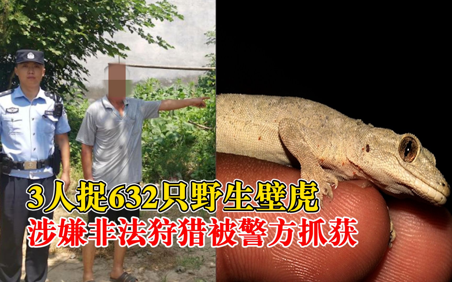 3人捉632只野生壁虎被警方抓获:系三有动物,涉嫌非法狩猎