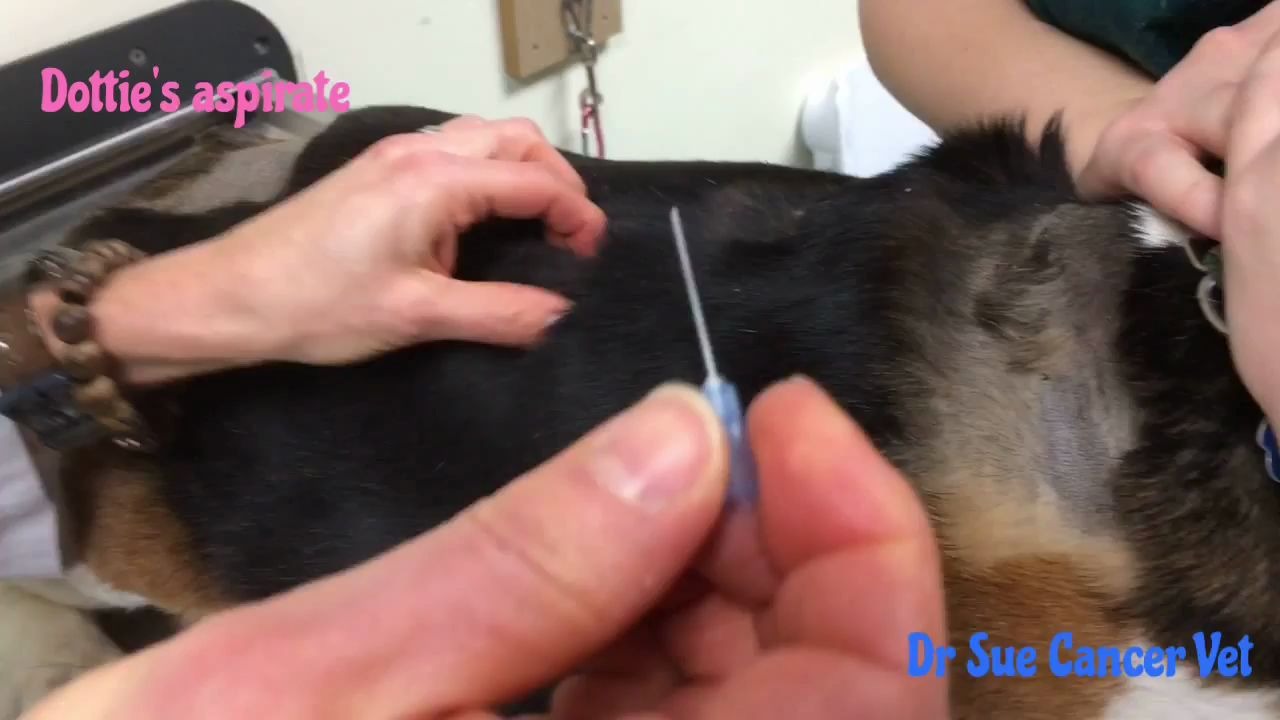 狗狗肿瘤的诊断,如何进行细针采样