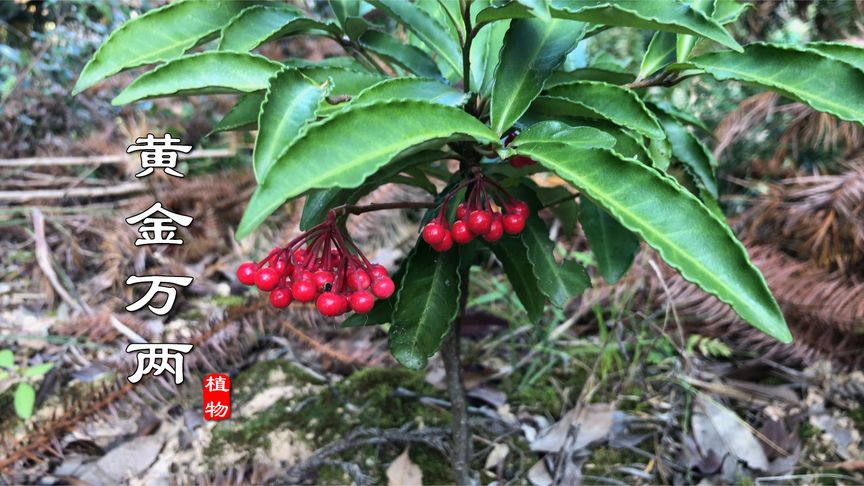 山里常见“朱砂根”是种药材,很多人却当盆栽,这些价值你可知?