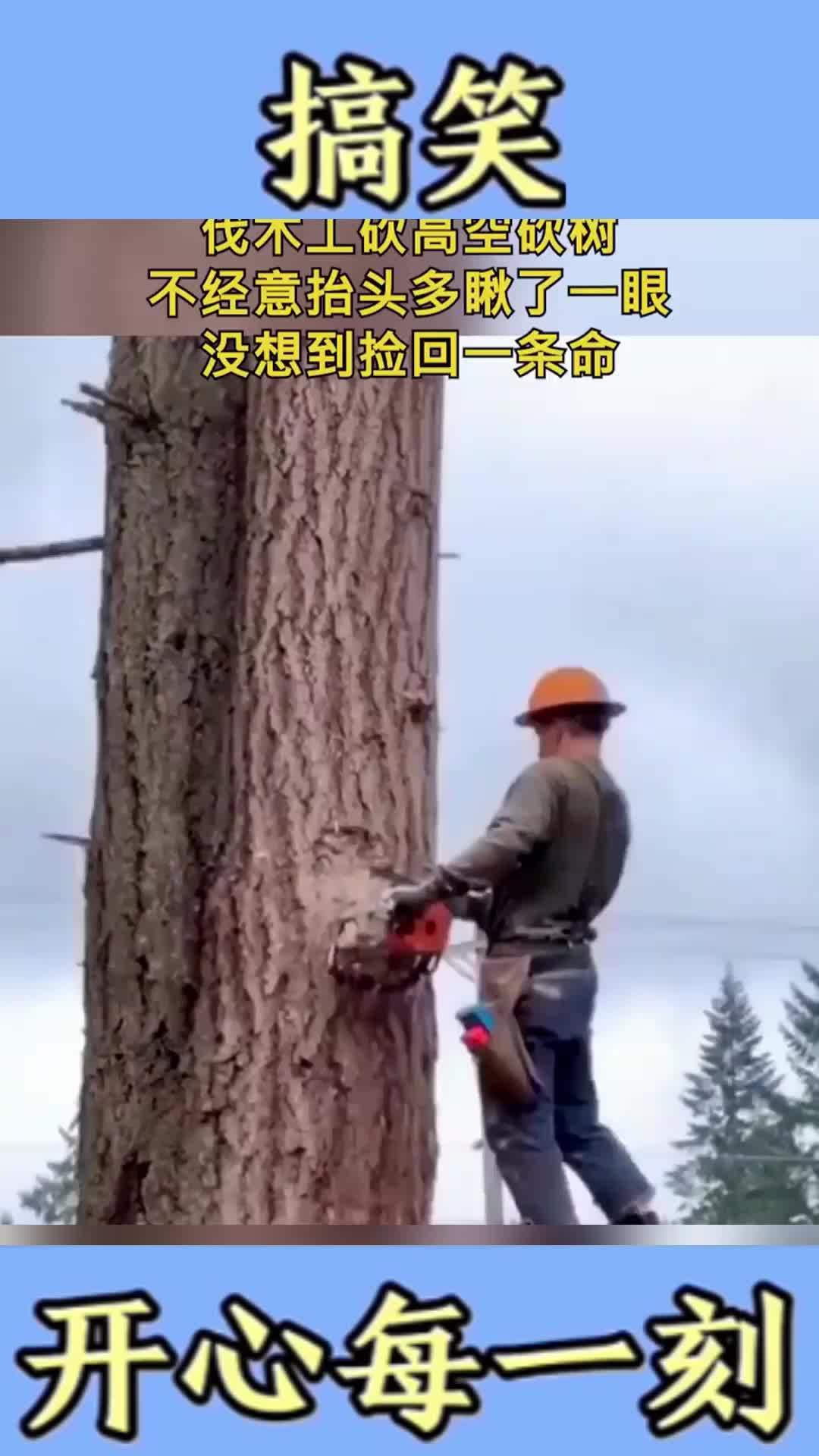 伐木工砍高空砍树,不经意抬头多看了一眼,竟捡回一条命
