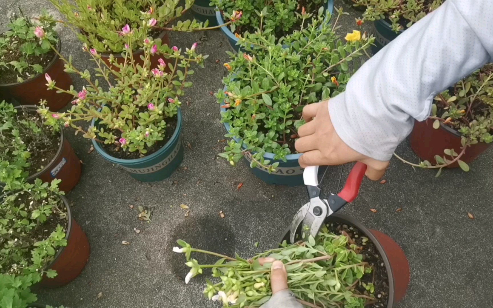 宽叶太阳花的初期修剪