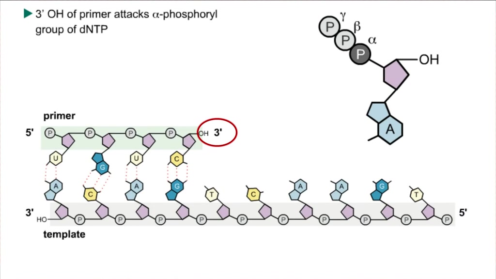 【分子生物学】DNA的半保留复制