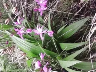 中药材白芨_白芨价格_白芨价格走势__白芨的功效与作用_白芨的副作用