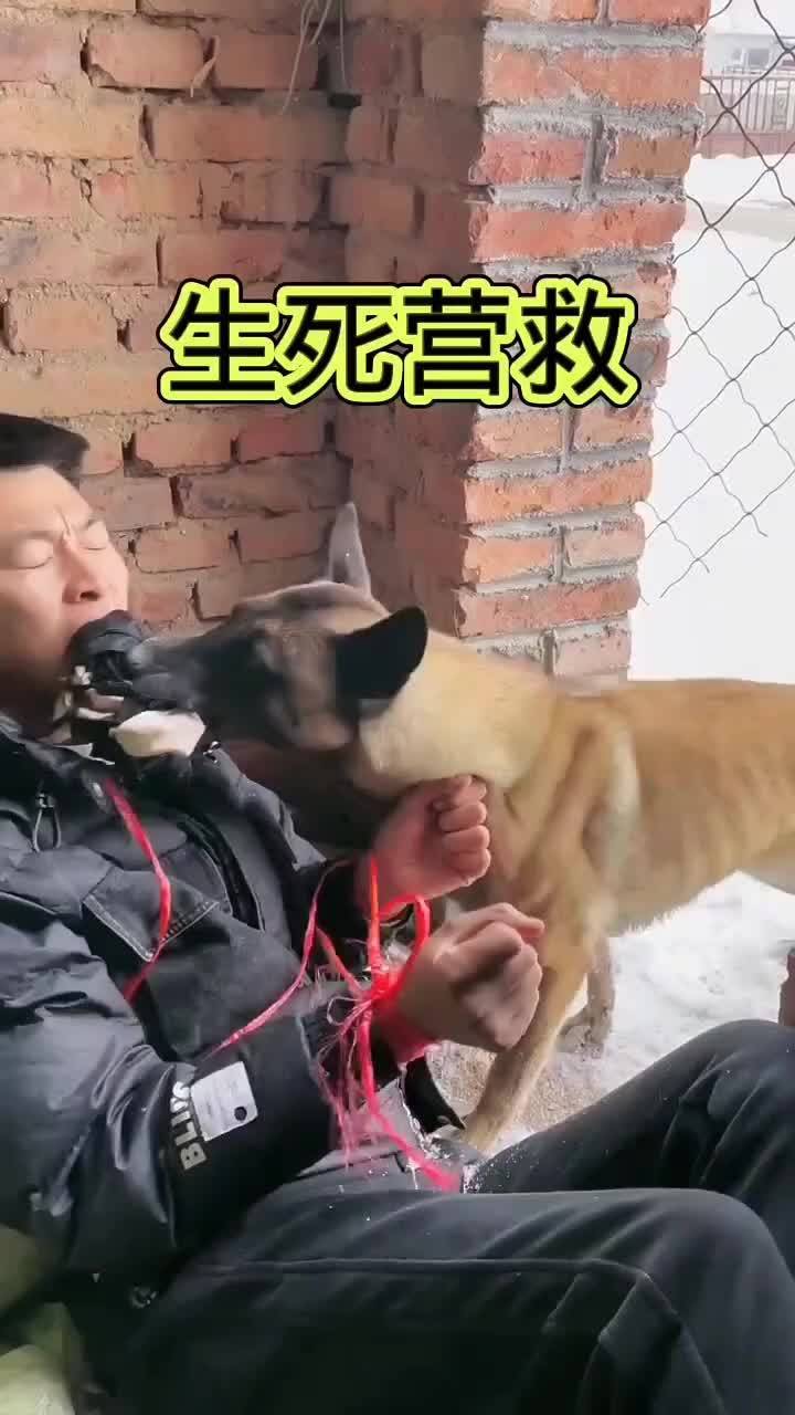 带你认识一只机智果敢的搜救犬。成功营救主人的画面。