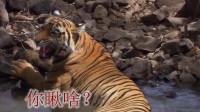 老虎界最为凶狠的虎类!孟加拉虎在它眼里就是小猫!
