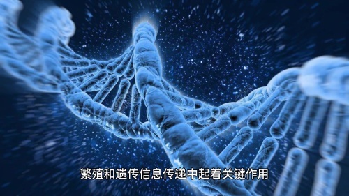 细胞的有丝分裂和减数分裂有什么不同?