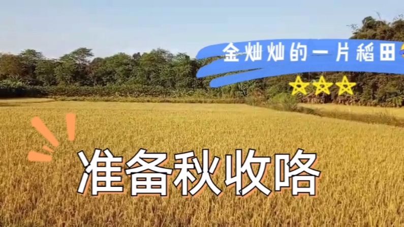七月份播种,转眼间稻谷就成熟了,看着金灿灿的稻田,丰收在望