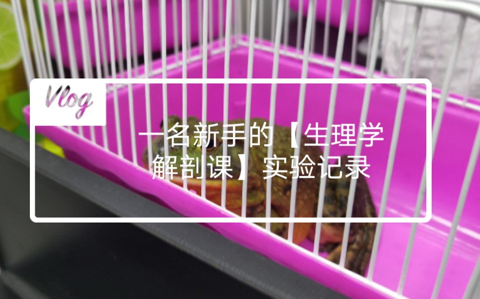 不忍心勿进!【生理学实验记录】新手解剖的真实记录…(蛙神经干动作...
