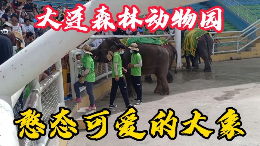 坐落在大连莲花山森林动物园是值得游玩的好地方大象表演非常好看