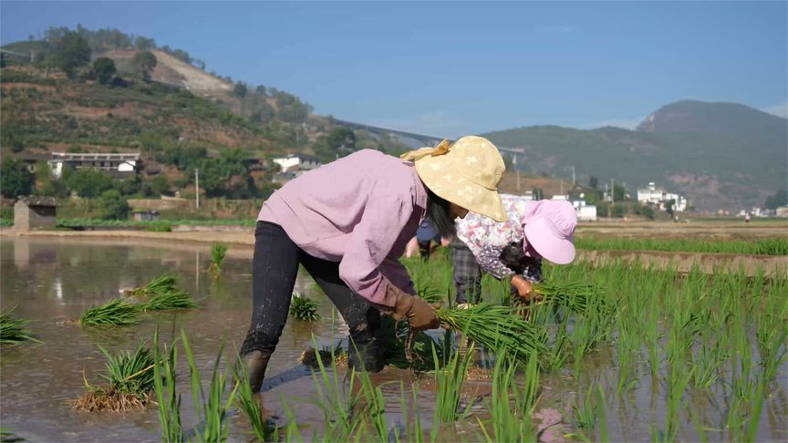 云南农村传统的水稻怎么种植的 光脚下田打“秧粑坨” 农忙太壮观