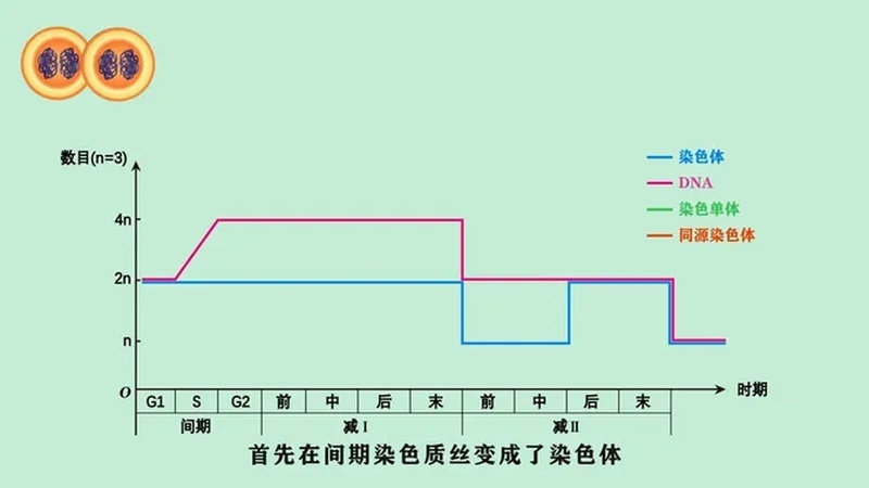 科学减数分裂中染色体、DNA、染色单体数目的变化