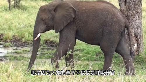 关于大象,我们应该了解的知识