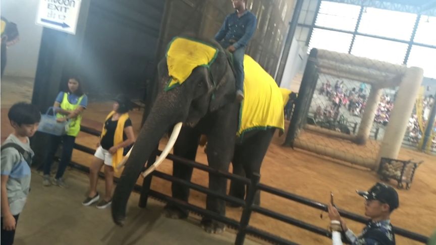 神奇的动物,大象杂技表演ߑ�️