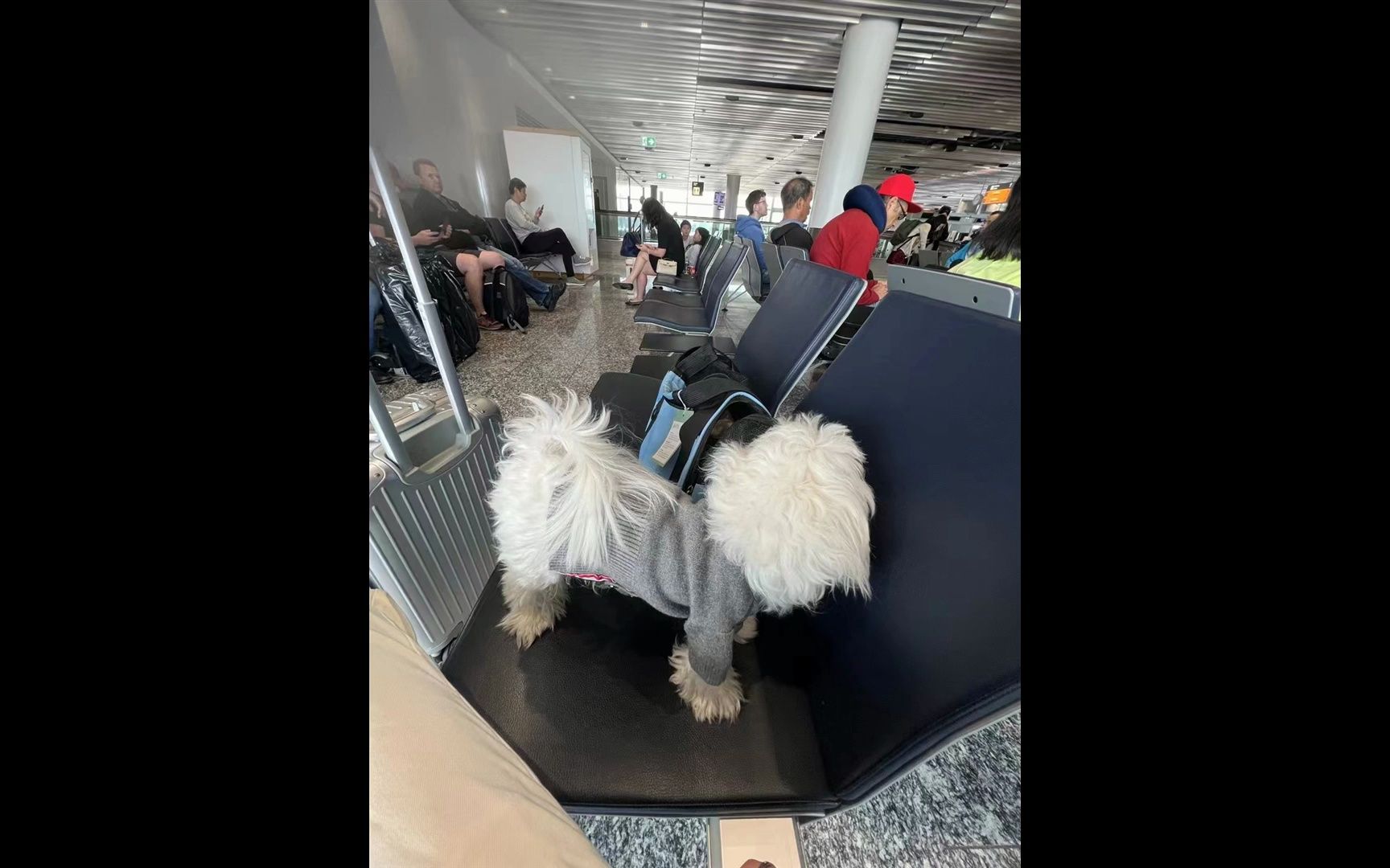 扬中宠物托运猫咪宠物火车托运 专车接送