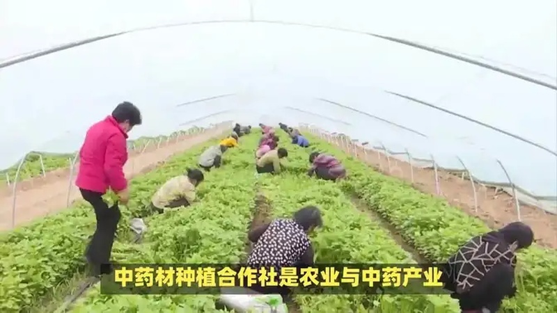 中药材种植合作社:农村新型经济组织形式