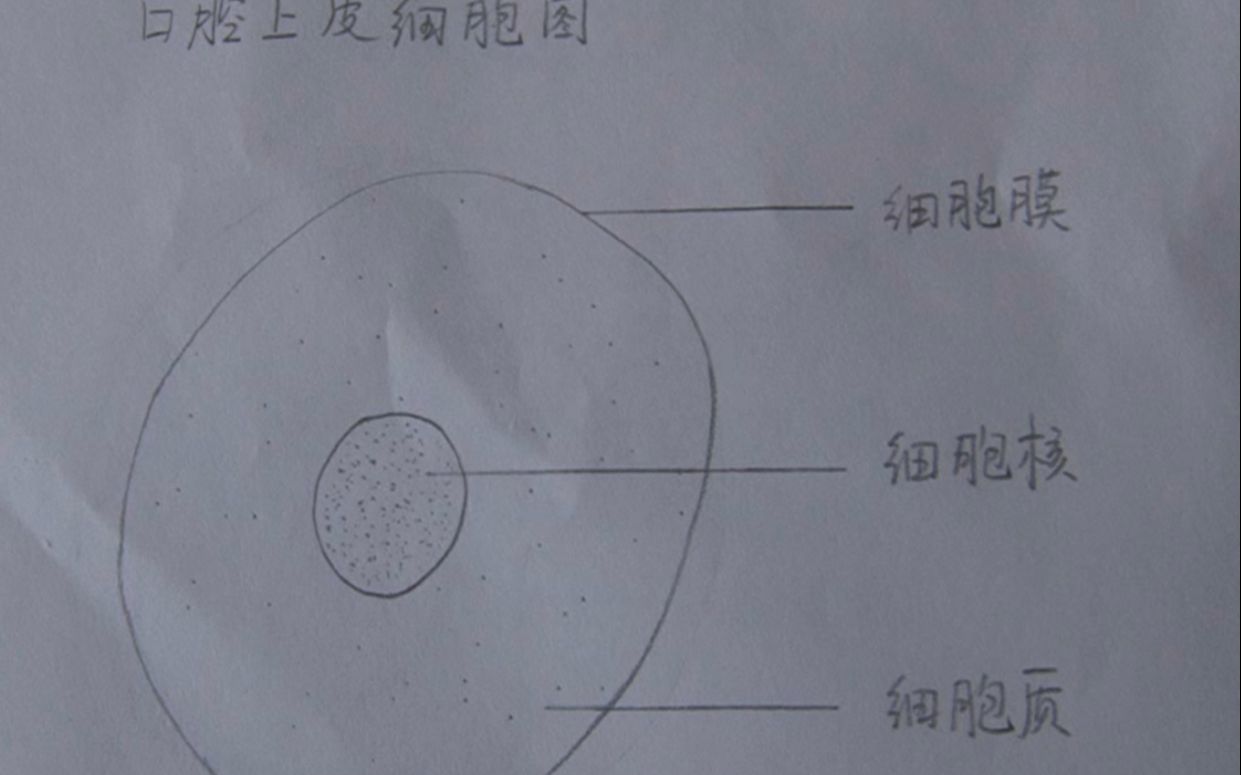 生物实验复习1:观察人的口腔上皮细胞